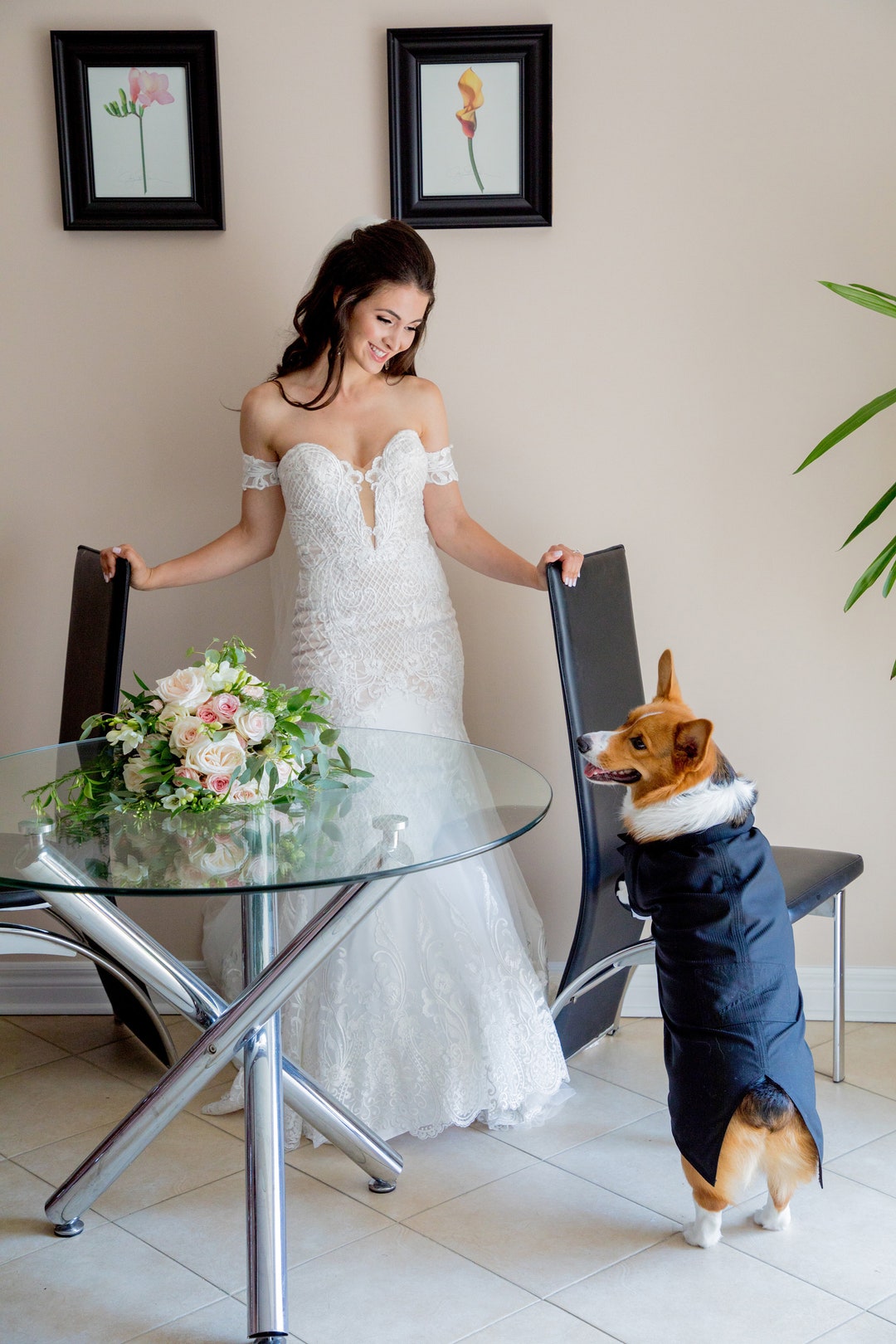 Custom Corgi Dog Tuxedo: Black Wedding Suit With Blush Bowtie - Etsy