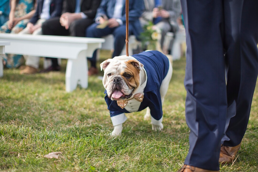 Navy Blue Dog Tuxedo With Golden Beige Sequins Bow Tie Formal Dog Suit ...