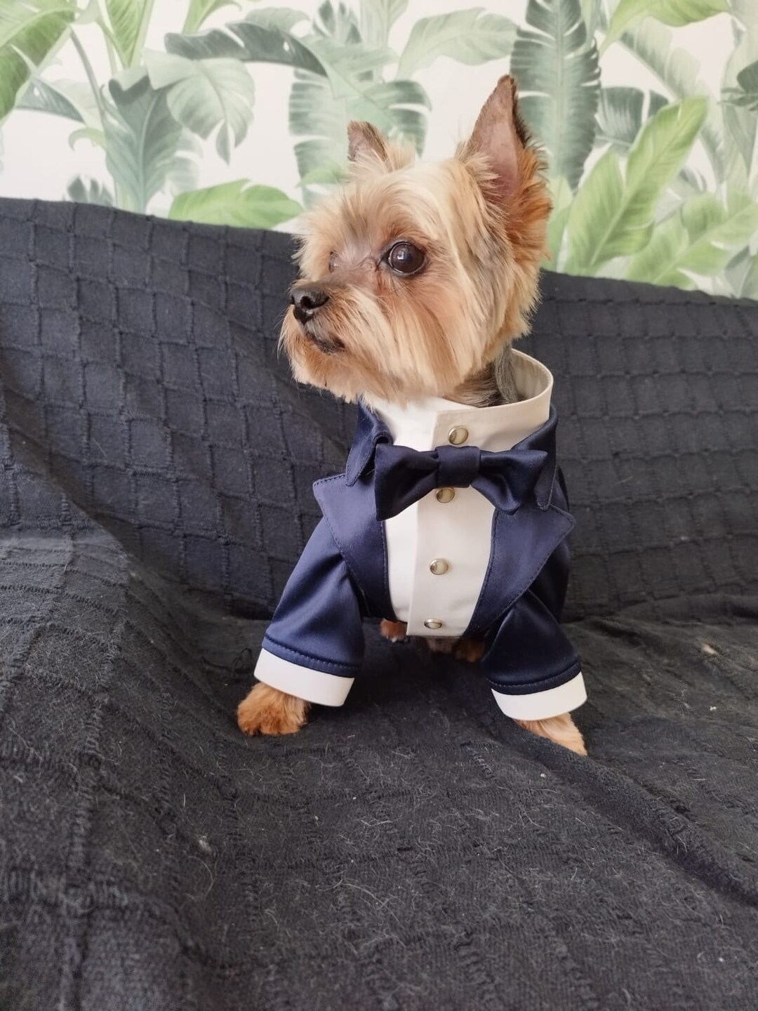 Navy Blue Wedding Dog Suit Bespoke Dog Tuxedo Yorkshire Dog Suit Luxury ...