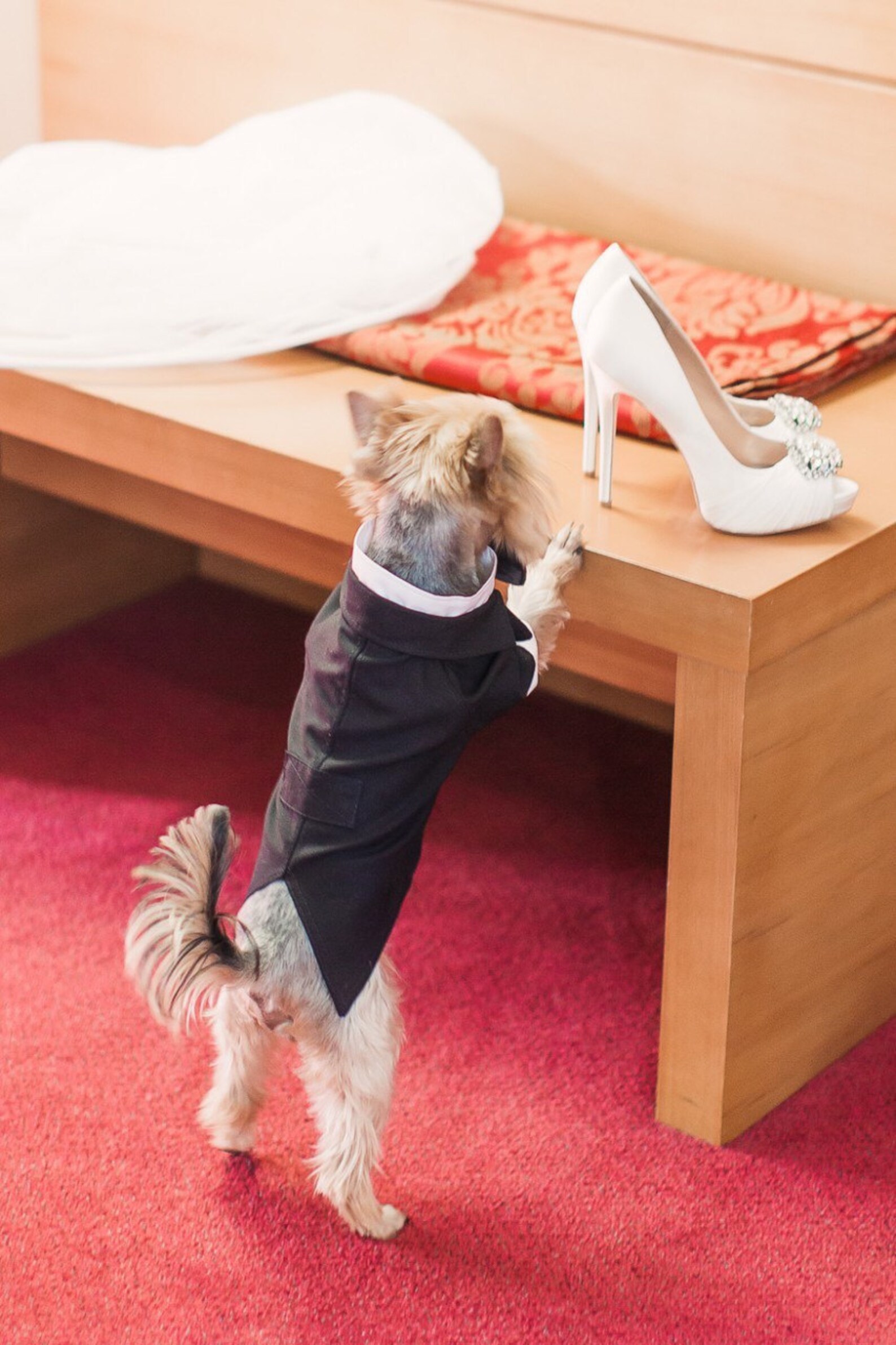 Chic Canine Wedding Suit With Bow Tie | Elegant Dog Evening Outfit - Etsy