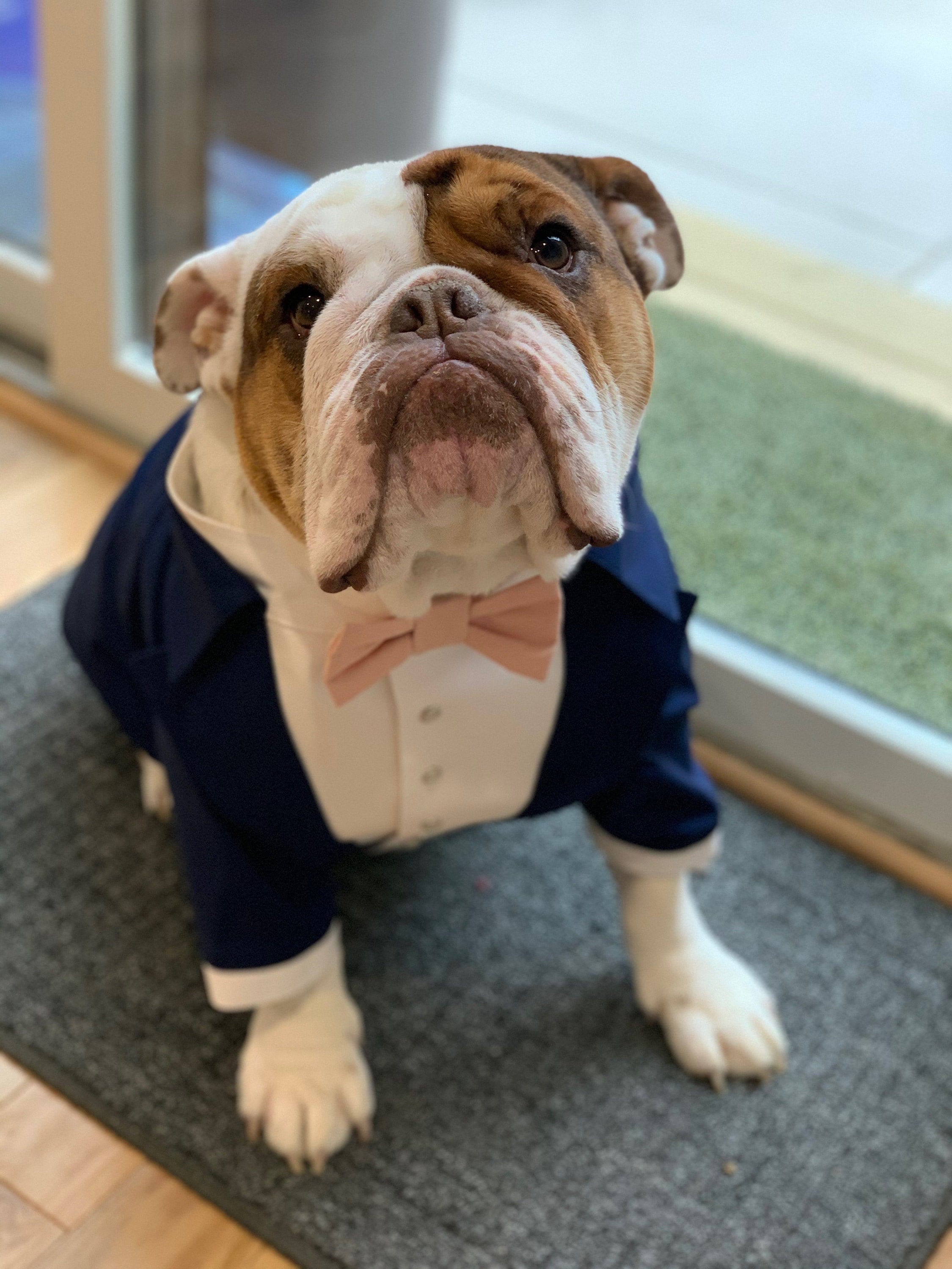 Navy Blue Dog Tuxedo With Blush Bow Tie Dog Wedding Suit - Etsy Canada