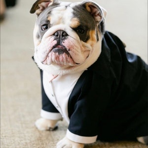 Navy Blue Tuxedo for Dog Blush Bow Tie for Dog Wedding Dog Attire Formal Dog Suit English ...