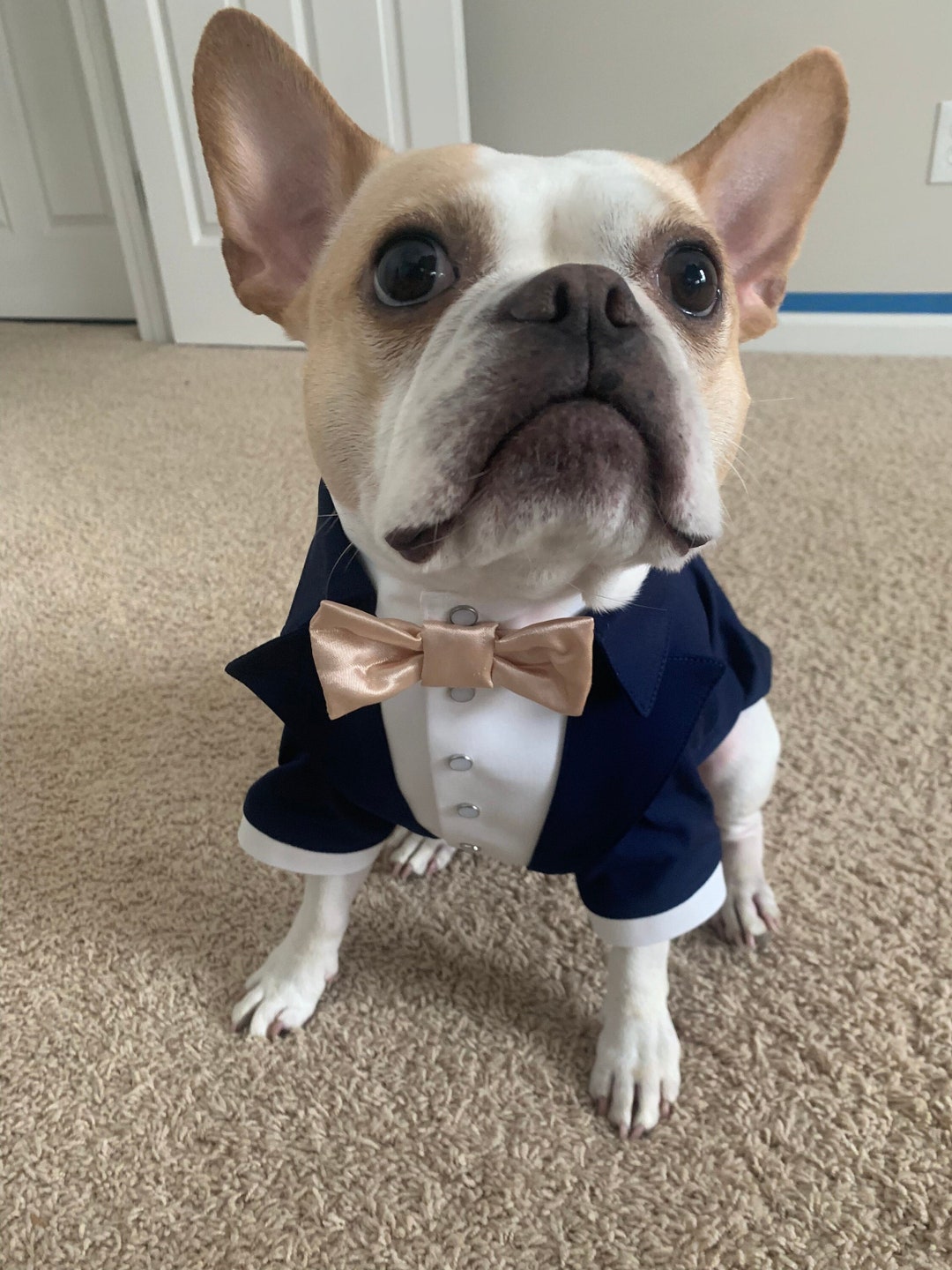 Navy Dog Tuxedo With Champagne Bow Tie Dog Wedding Attire Formal Dog Suit French Bulldog Bespoke ...
