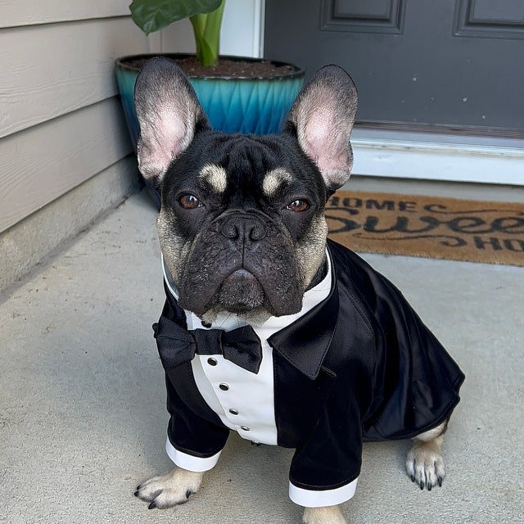 Black Dog Tuxedo French Bulldog Tuxedo Frenchie Suit Luxury Dog Outfit ...