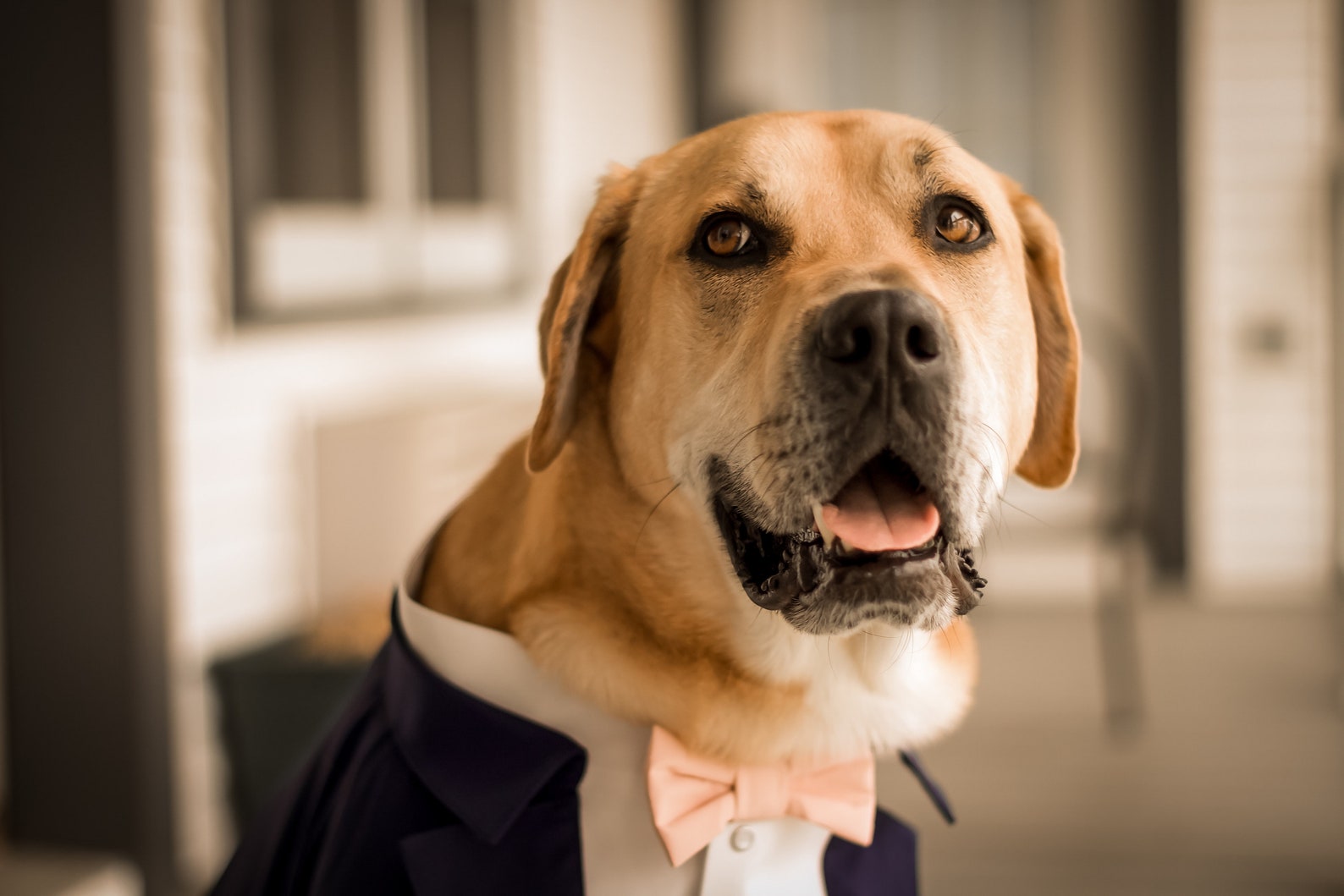 Navy Dog Tuxedo With Blush Bow Tie Labrador Retriever Dog Suit - Etsy