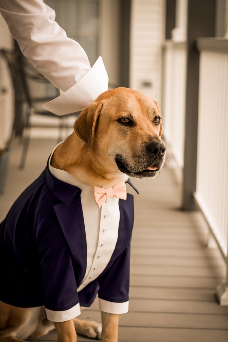 Navy Dog Tuxedo With Blush Bow Tie Labrador Retriever Dog Suit - Etsy