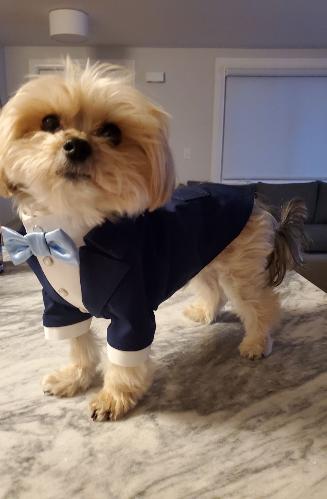 Navy Blue Dog Tuxedo With Sky Blue Bow Tie Bespoke Dog Tuxedo - Etsy