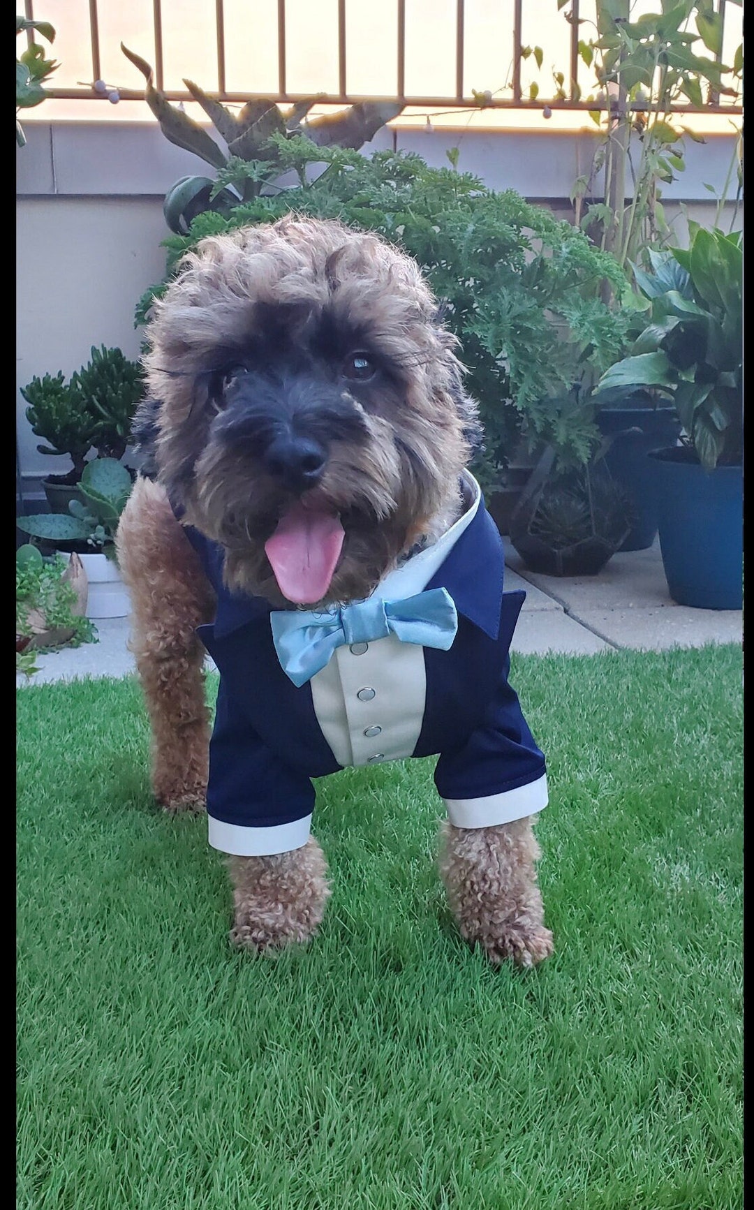 Navy Blue Dog Tuxedo With Light Blue Bow Tie Shihtzu Dog Tuxedo Dog Wedding Attire Formal Dog ...