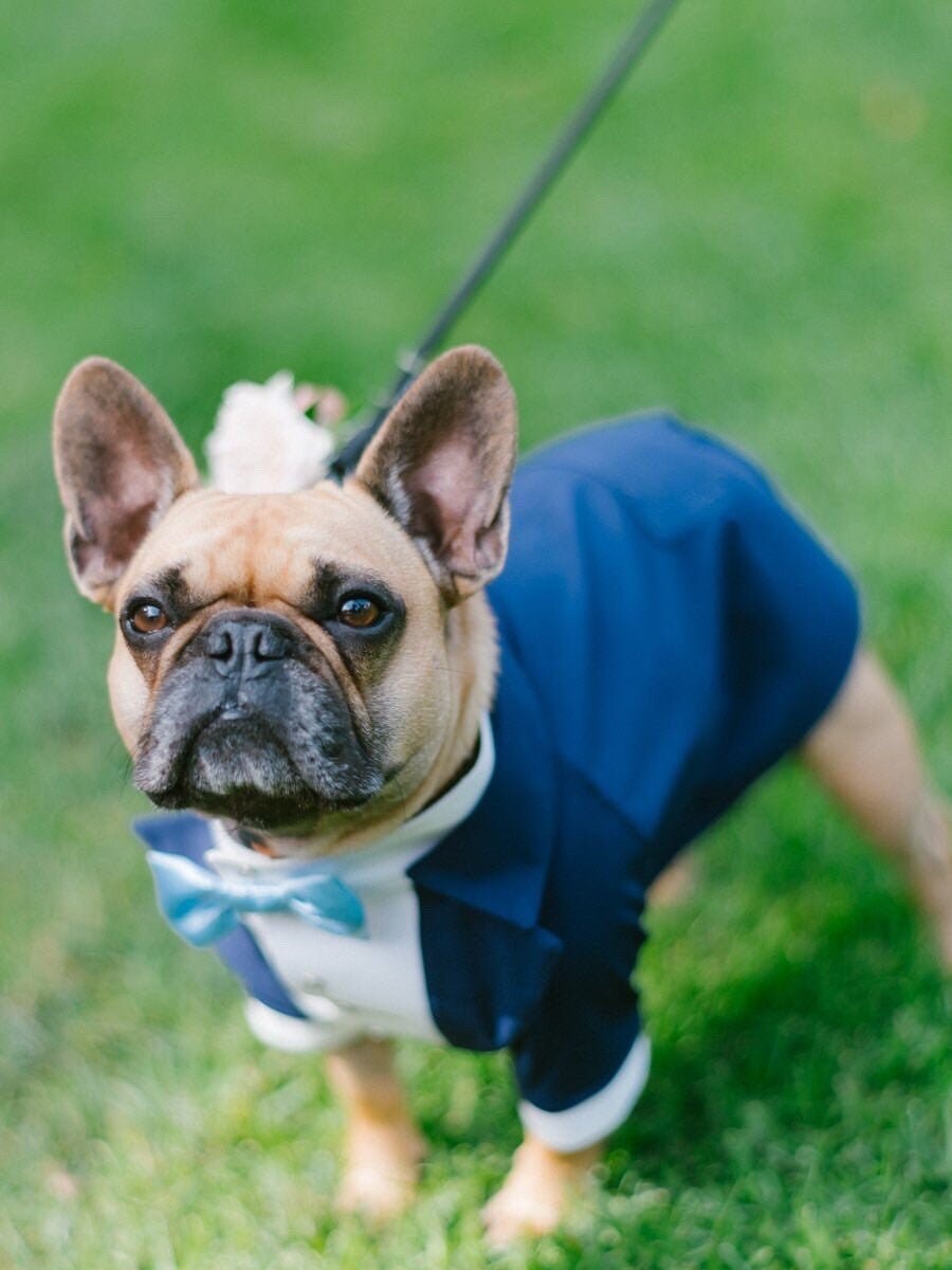 Navy blue dog tuxedo with light blue bow tie Bespoke dog tux | Etsy