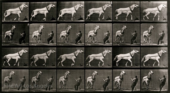 Eadweard Muybridge Photographs Horse
