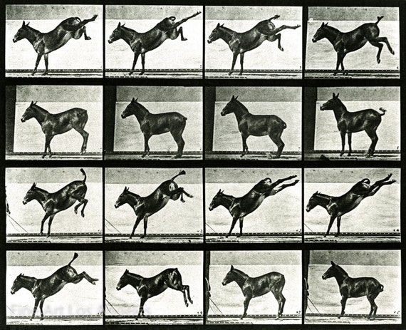 Muybridge Animal Locomotion. An Electro Photographic Investigation Of