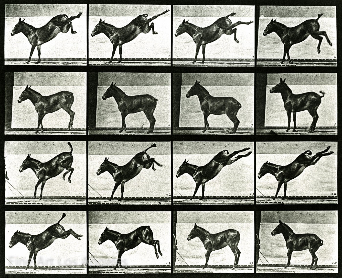 Eadweard Muybridge Motion Study Photo, Donkey Kicking, 1880s - Etsy España
