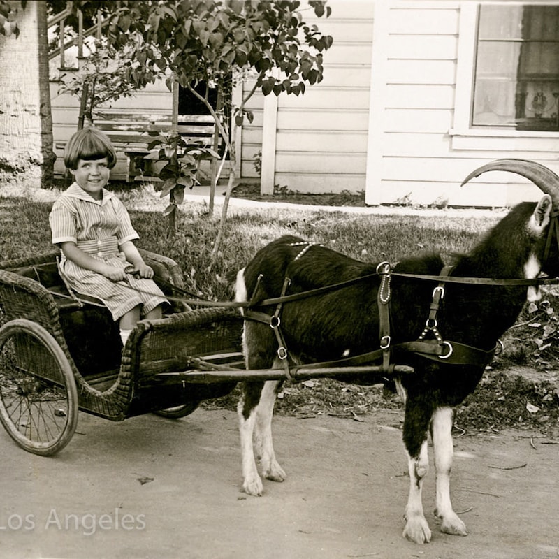 Goat Cart - Etsy