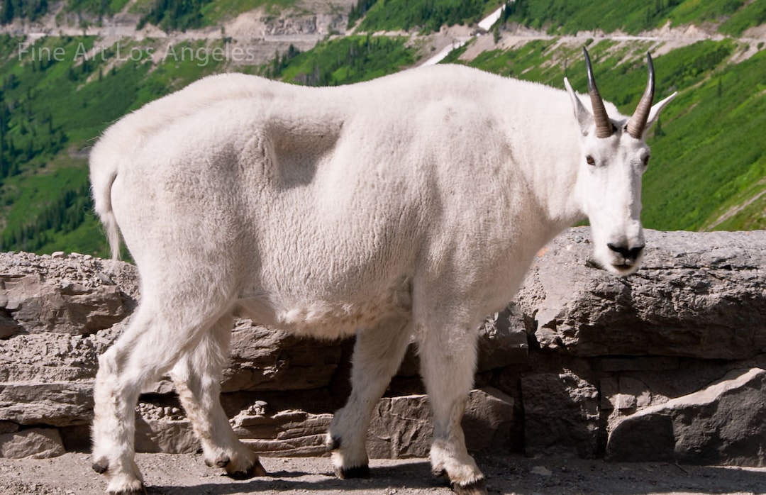 Neil Reichline Photo, Old Mountain Goat, Glacier National Park - Etsy