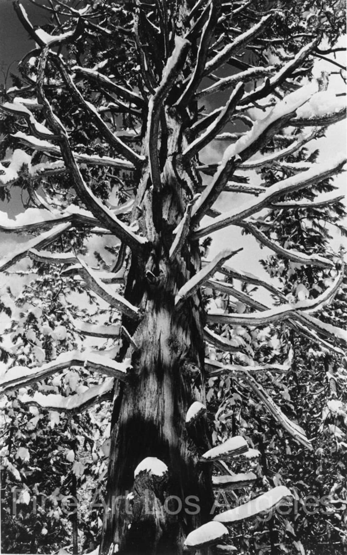 Ansel Adams Photo cedar Tree Winter Yosemite - Etsy