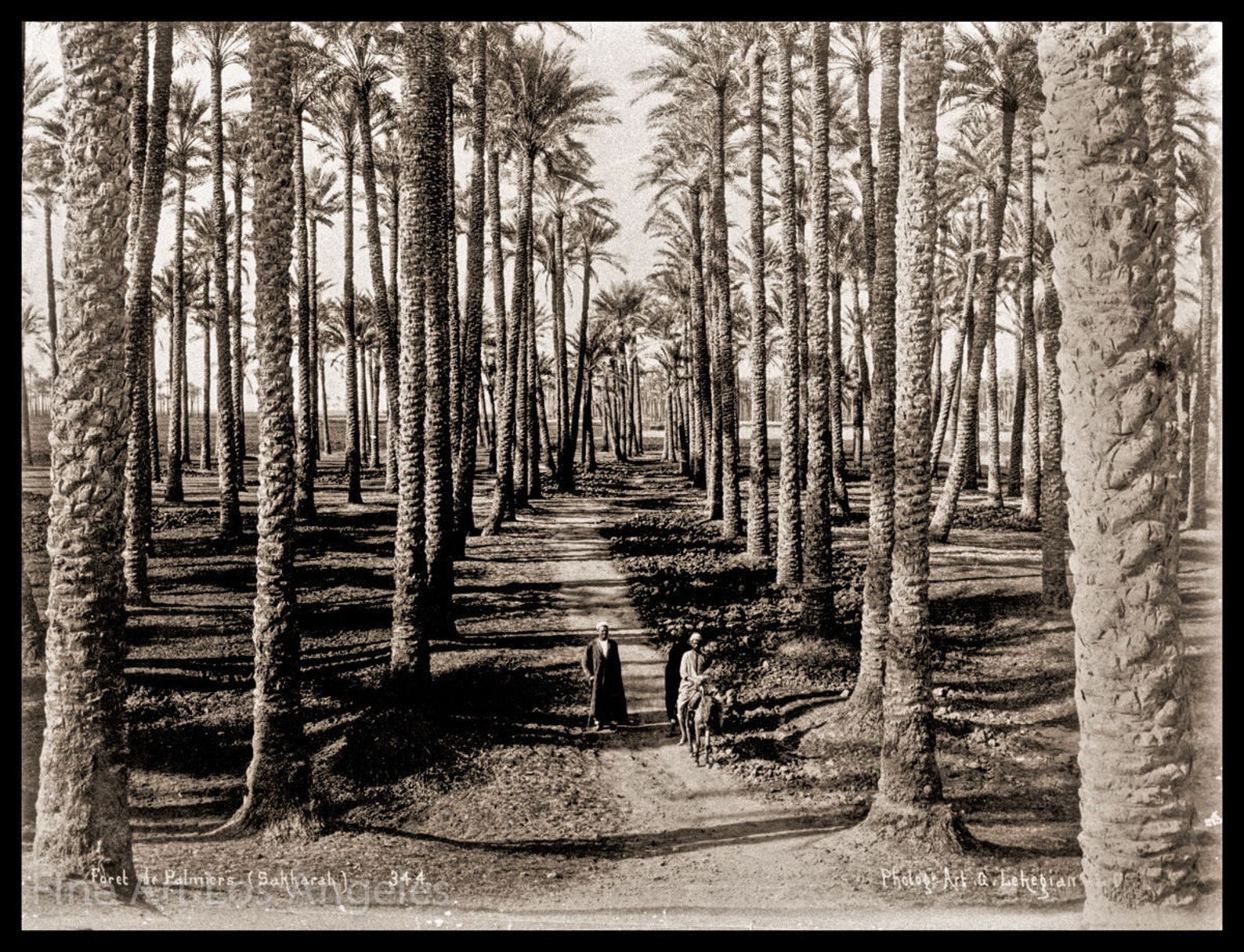 G. Lekegian Photo, Palm Tree Orchard, Egypt - Etsy