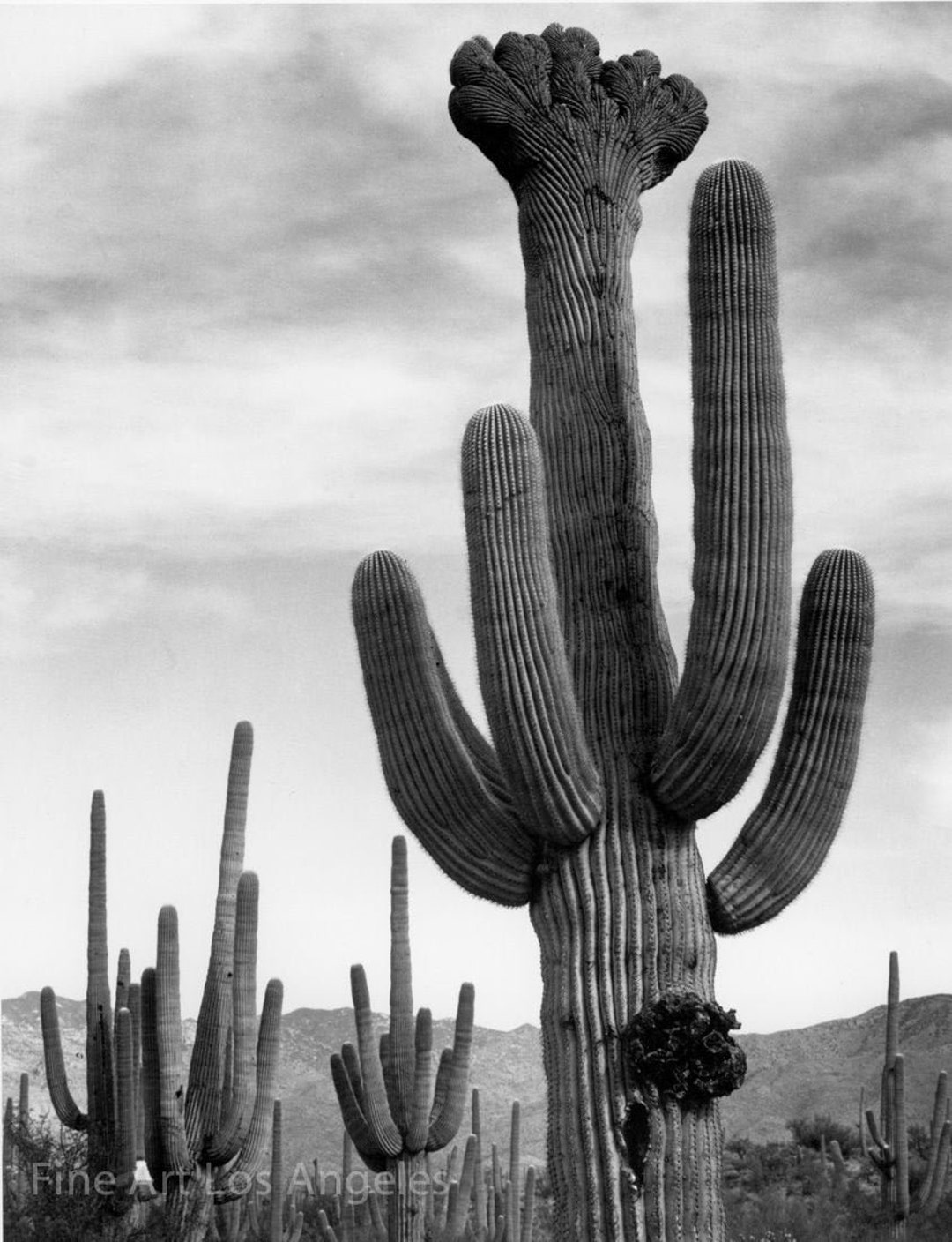 Ansel Adams Photo "saguaro" Arizona - Etsy