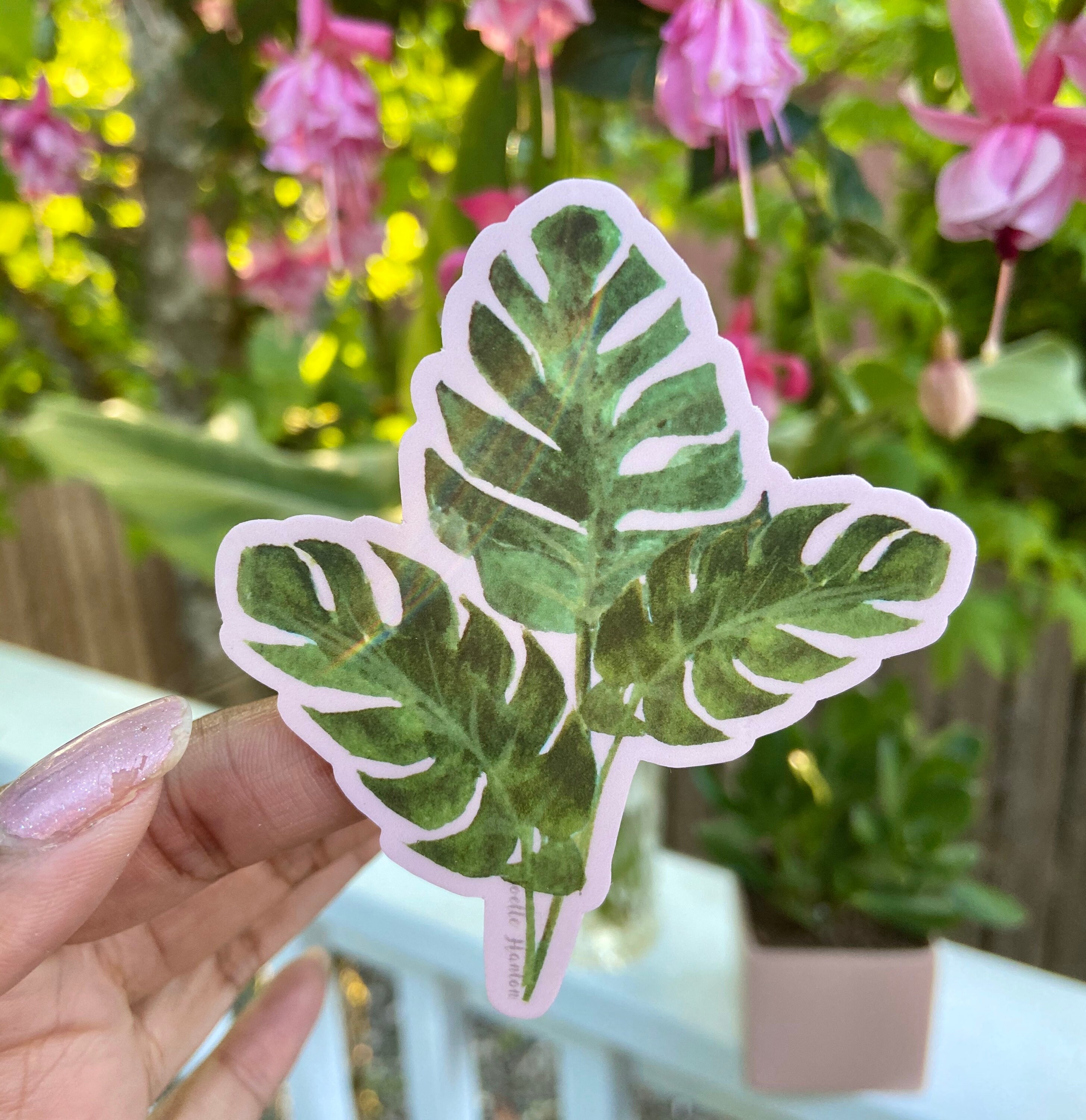 1 Monstera Deliciosa Plant on Light Pink Background Vinyl - Etsy