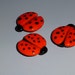 Red Ladybug Knob Made in USA Bug Knob Handpainted Lady Bug - Etsy