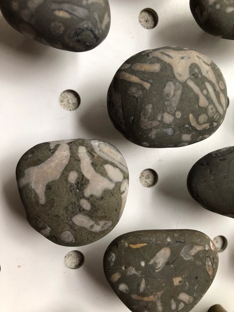 Cladopora Fossil Knobs/hooks, Fossil Soup Knobs, Made in Michigan - Etsy