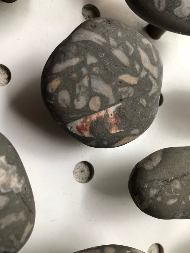 Cladopora Fossil Knobs/hooks, Fossil Soup Knobs, Made in Michigan - Etsy