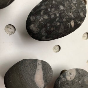 Cladopora Fossil Knobs/hooks, Fossil Soup Knobs, Made in Michigan - Etsy