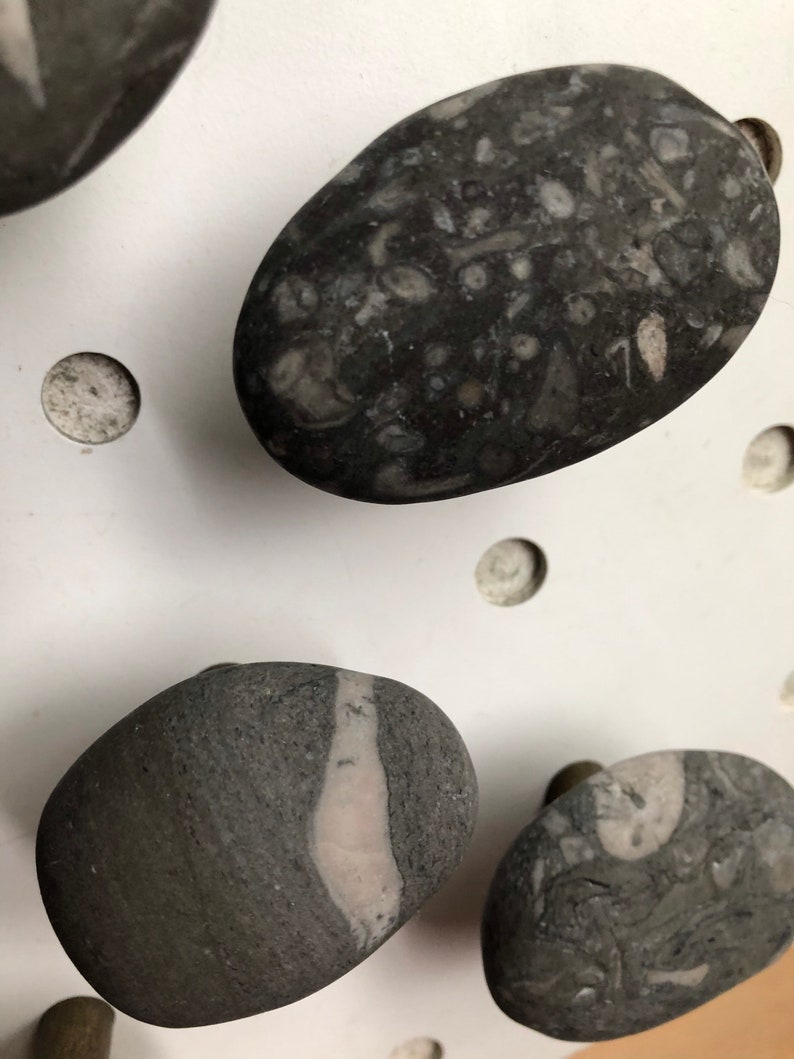 Cladopora Fossil Knobs/hooks, Fossil Soup Knobs, Made in Michigan - Etsy
