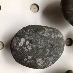 Cladopora Fossil Knobs/hooks, Fossil Soup Knobs, Made in Michigan - Etsy