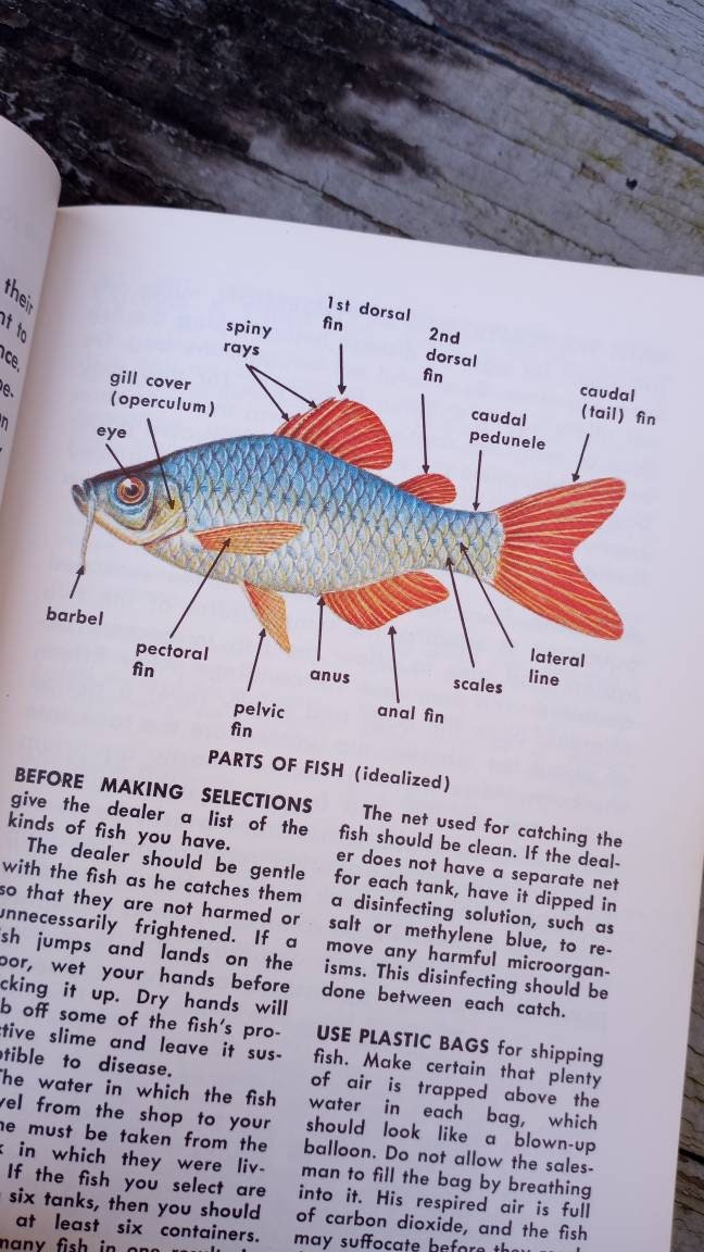 1975 Tropical Fish Golden Guide - Etsy