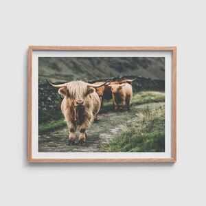 Highland Cow Print Cow Wall Art Farmhouse Wall Decor Modern Cow ...