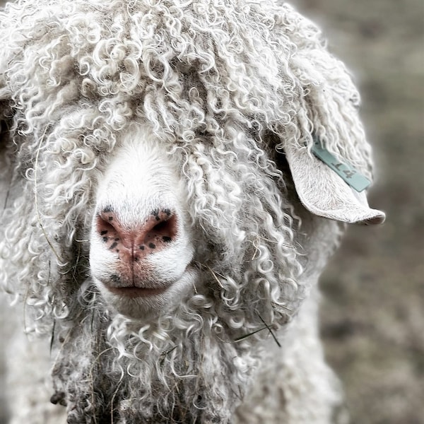 Angora Goat - Etsy
