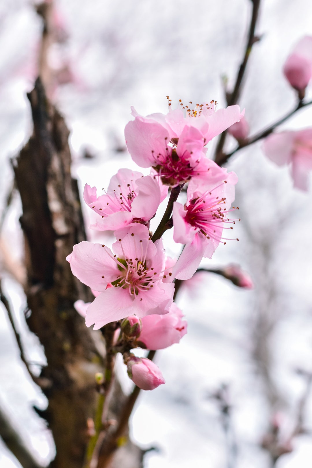 Peach Tree, Peach Tree Blooms, Digital Download, Instant Download ...