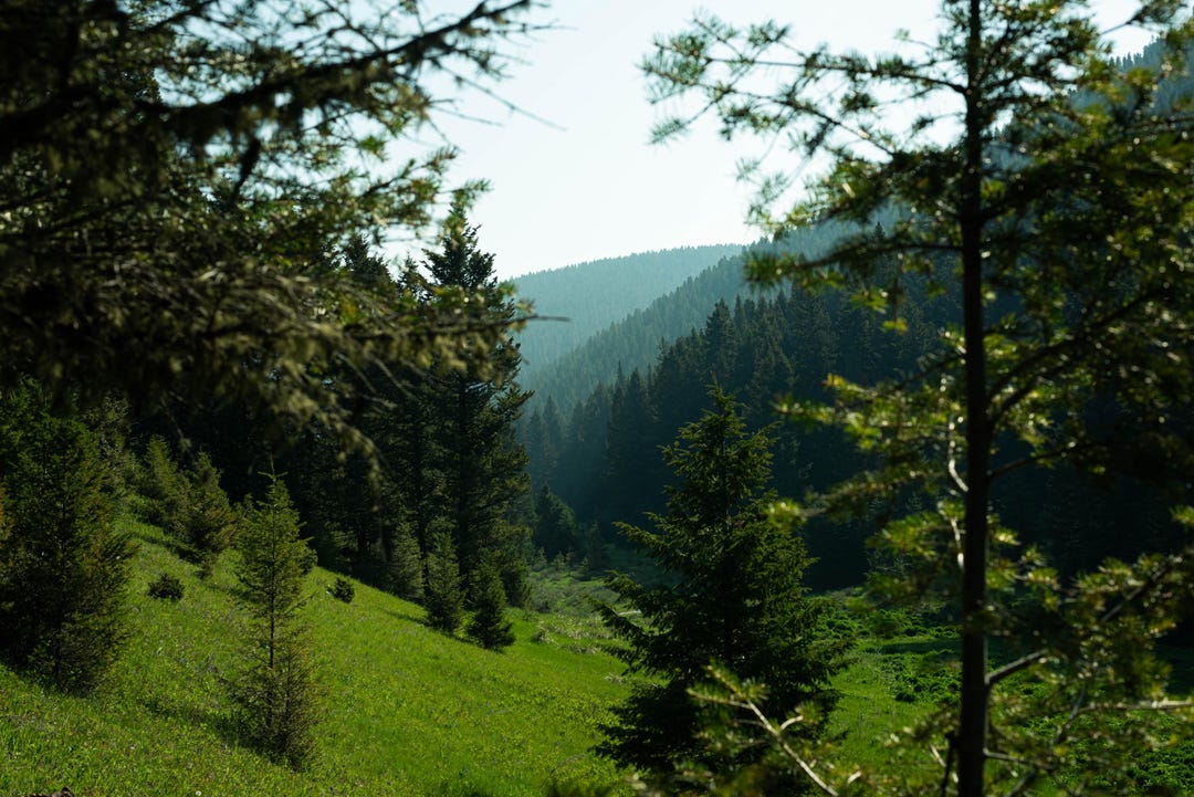Montana Forest Photography Print: Helena Lewis & Clark National Forest ...