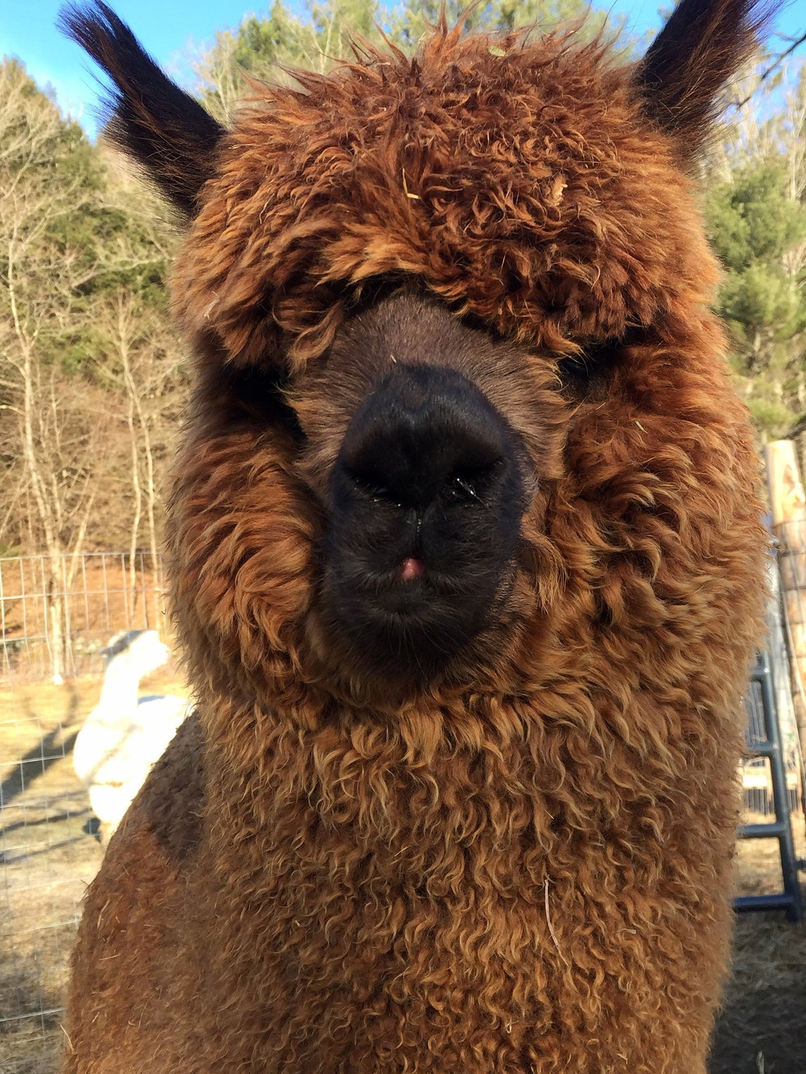 Baby Alpaca Yarn Fleece From Parker Vermont Grown Single Sourced Undyed ...