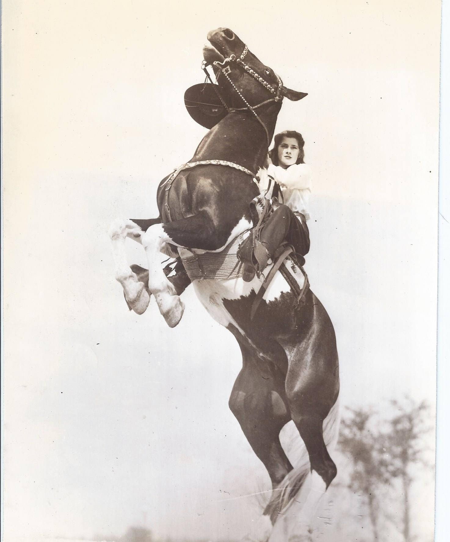 Original Press Photo Cowgirl on Rearing Pinto Horse vintage Antique ...