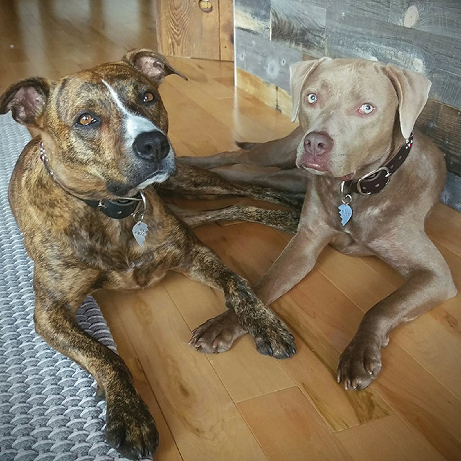 Frenemies Dog Tag Set LARGE Dog Tags Keychains Unique | Etsy