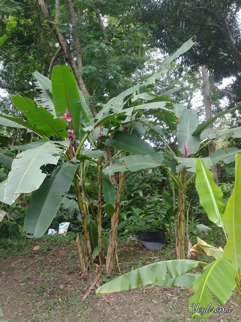 Musa Ornata Royal Purple Banana Live Rhizome Tropical Plant Exotic - Etsy