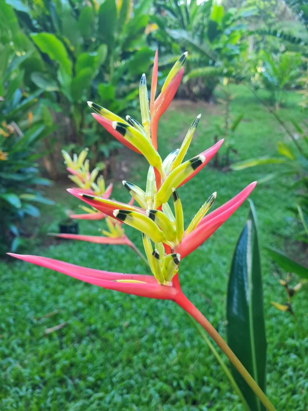 New Dwarf Heliconia Flamingo Parrots Beak Live Rhizome Plant Exotic ...