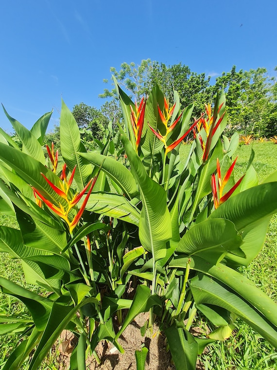 Plantas Tropicales Heliconia