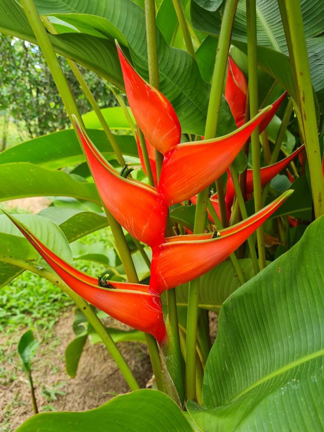 Heliconia Granada Live Rhizome Exotic Tropical Plant - Etsy