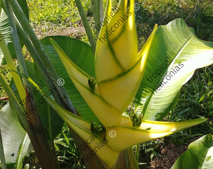 New Heliconia Wagneriana Lady Lidia Live Rhizome Tropical Plant - Etsy