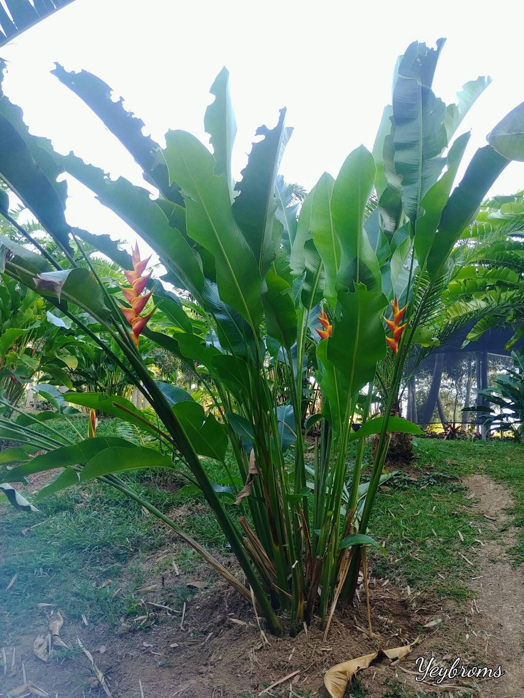 Heliconia Jacquinii Very Exotic Full Sun Live Rhizome Lobster Claw - Etsy