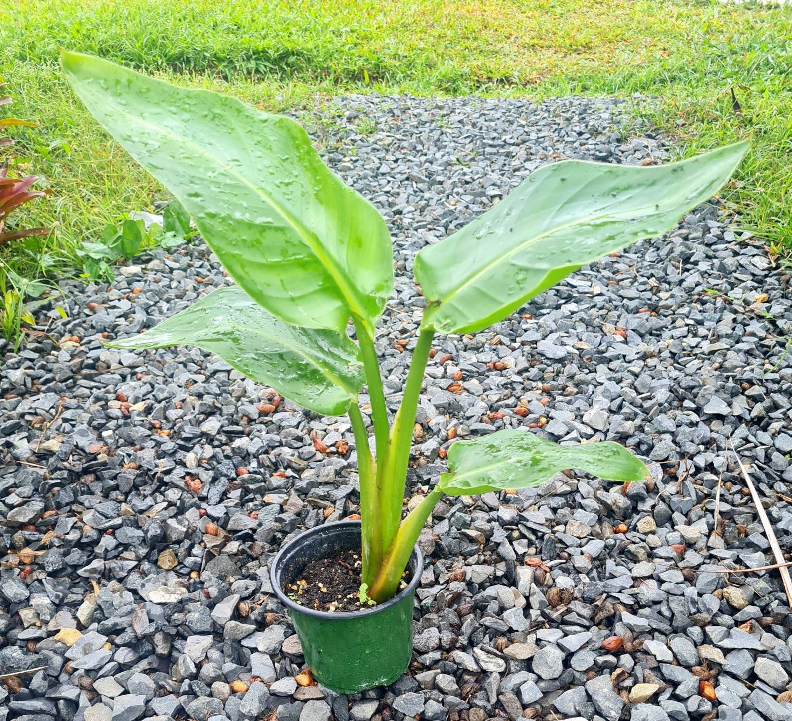Strelitzia Nicolai White Bird of Paradise Live Tropical Plant - Etsy