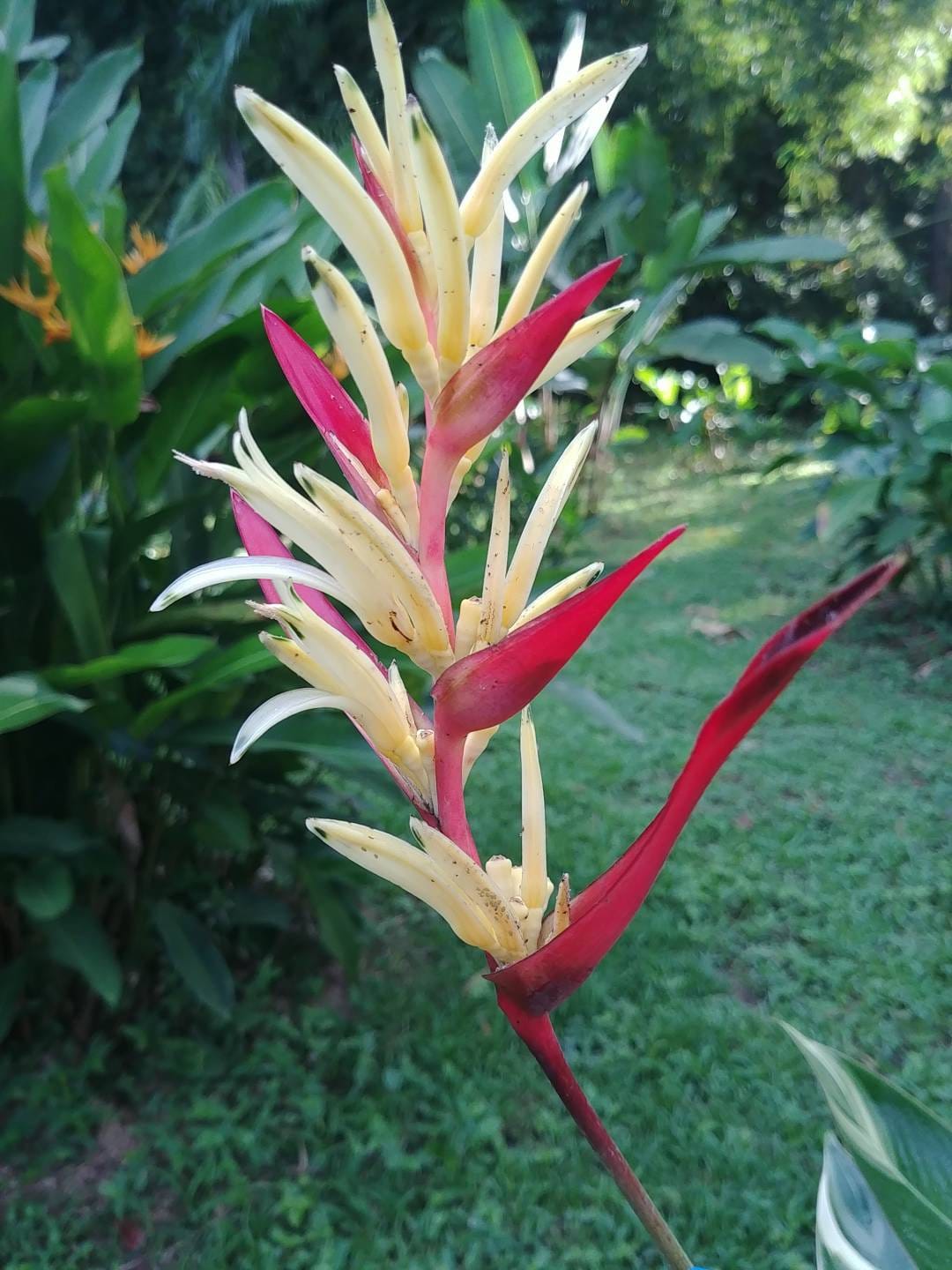Dwarf Heliconia Lady Di Variegated Parrots Beak Live Rhizome Exotic ...