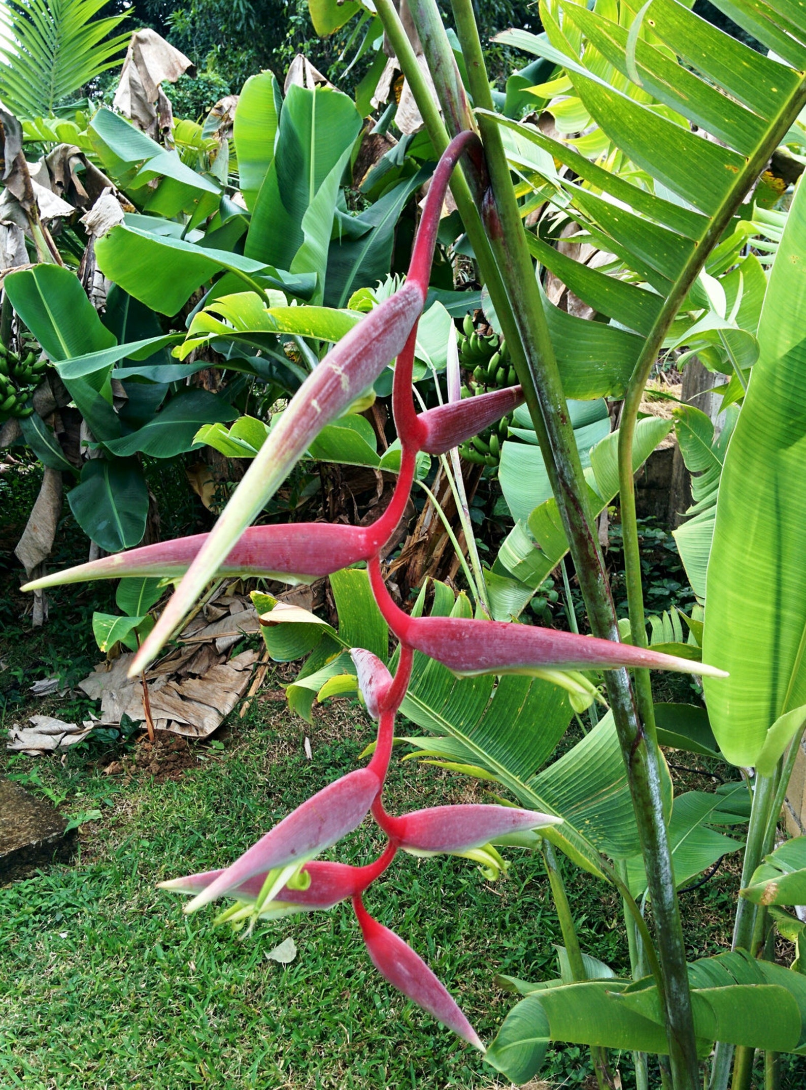 Heliconia chartacea Sexy Scarlet live rhizome tropical plant | Etsy
