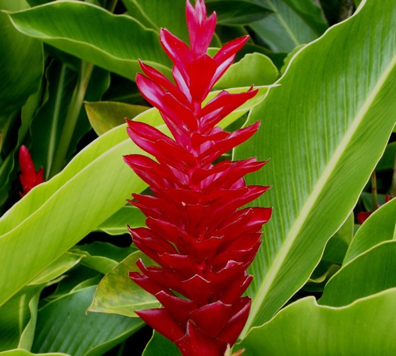 Hawaiian Red Ginger Live Growing Tropical Plant Exotic - Etsy