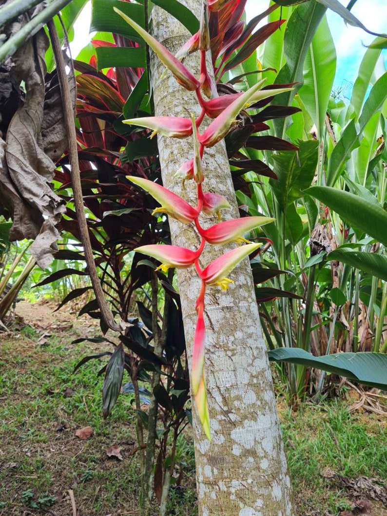 Heliconia Chartacea Extra Sexy Live Rhizome Tropical Exotic - Etsy