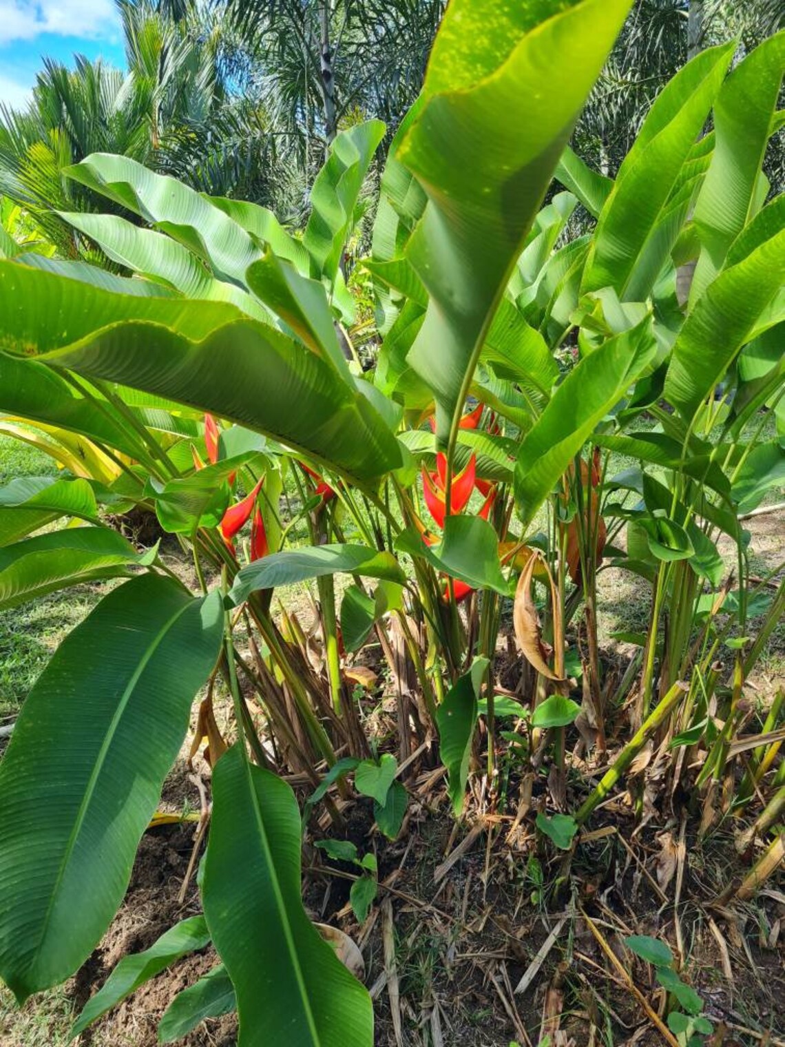 Dwarf Heliconia Orthotricha Oriole Orange Live Rhizome Tropical Plant ...