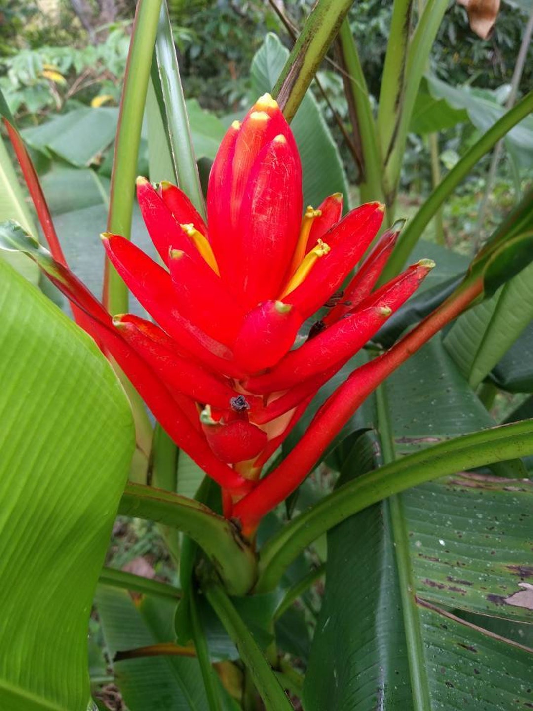 Musa Coccinea Scarlet Banana Live Rhizome Tropical Plant Exotic - Etsy