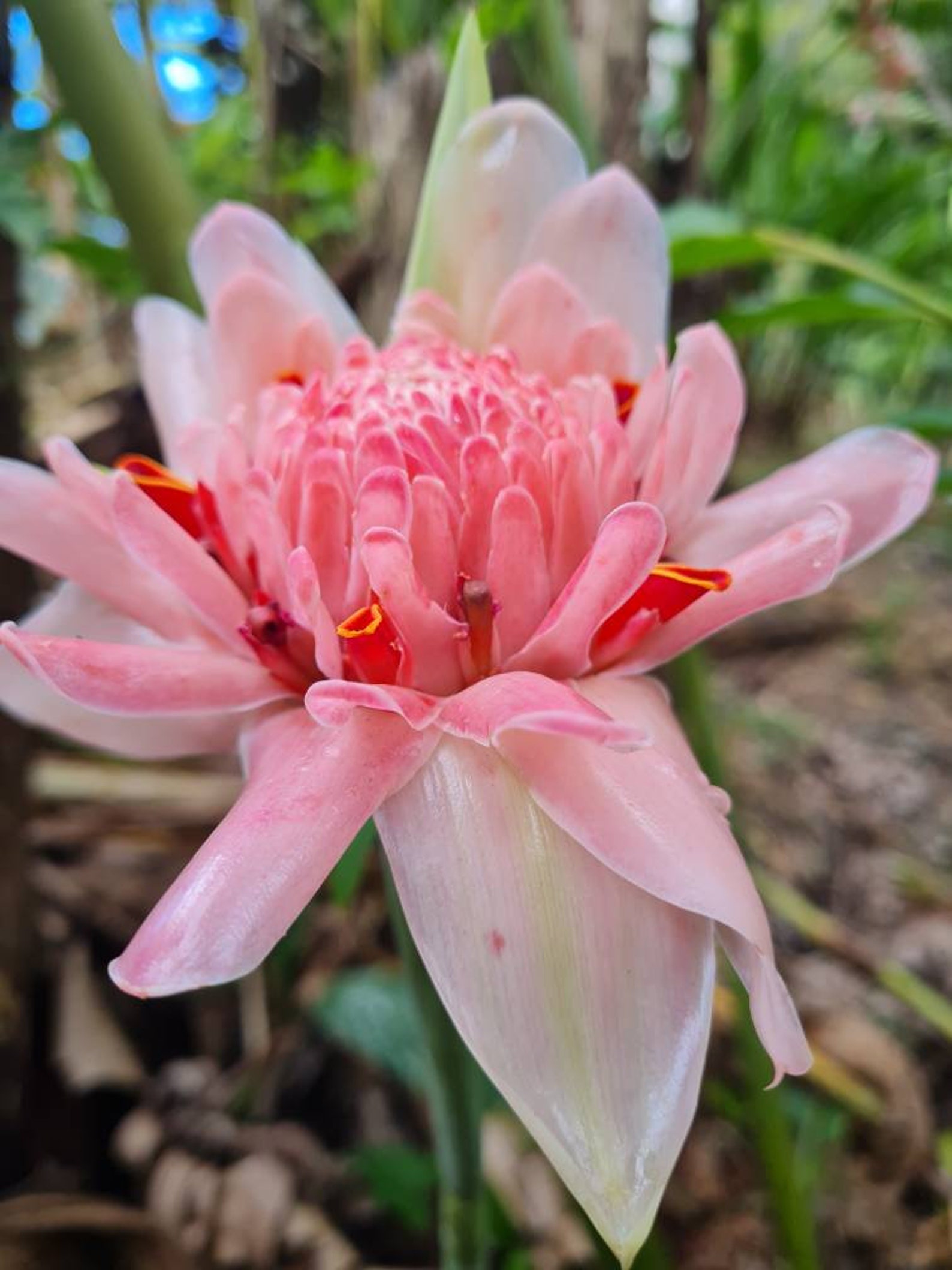 Sweet Pale Pink Torch Ginger Live Rhizome Tropical Plant Exotic Plant ...